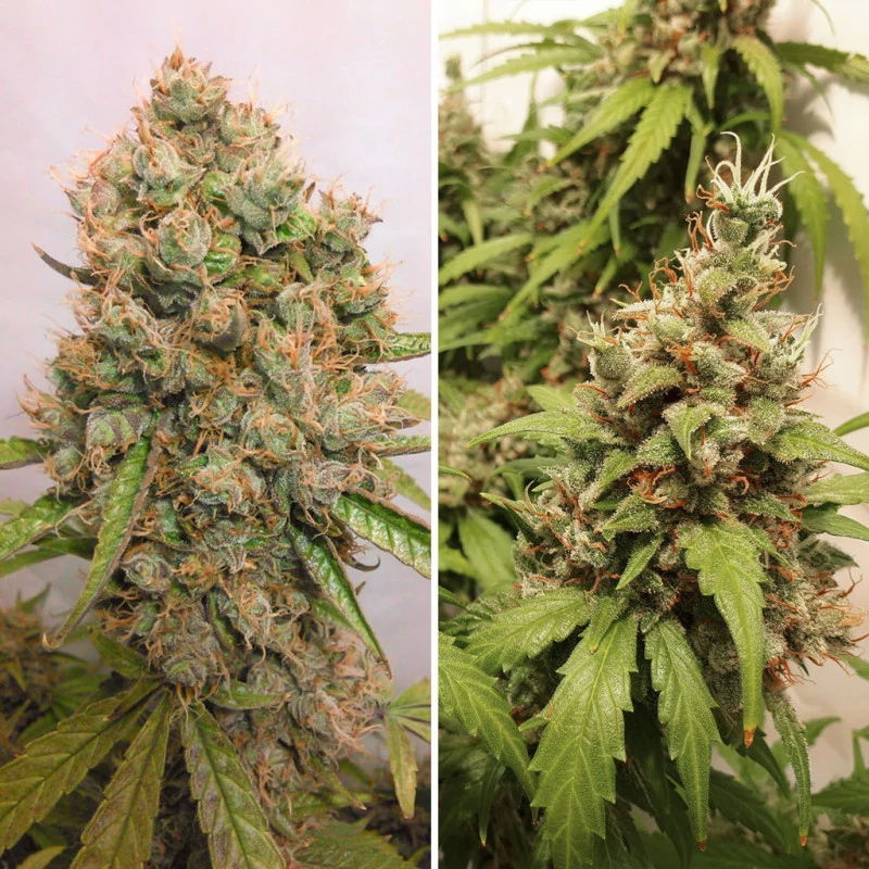Auto Critical Orange Punch — LeafConnect